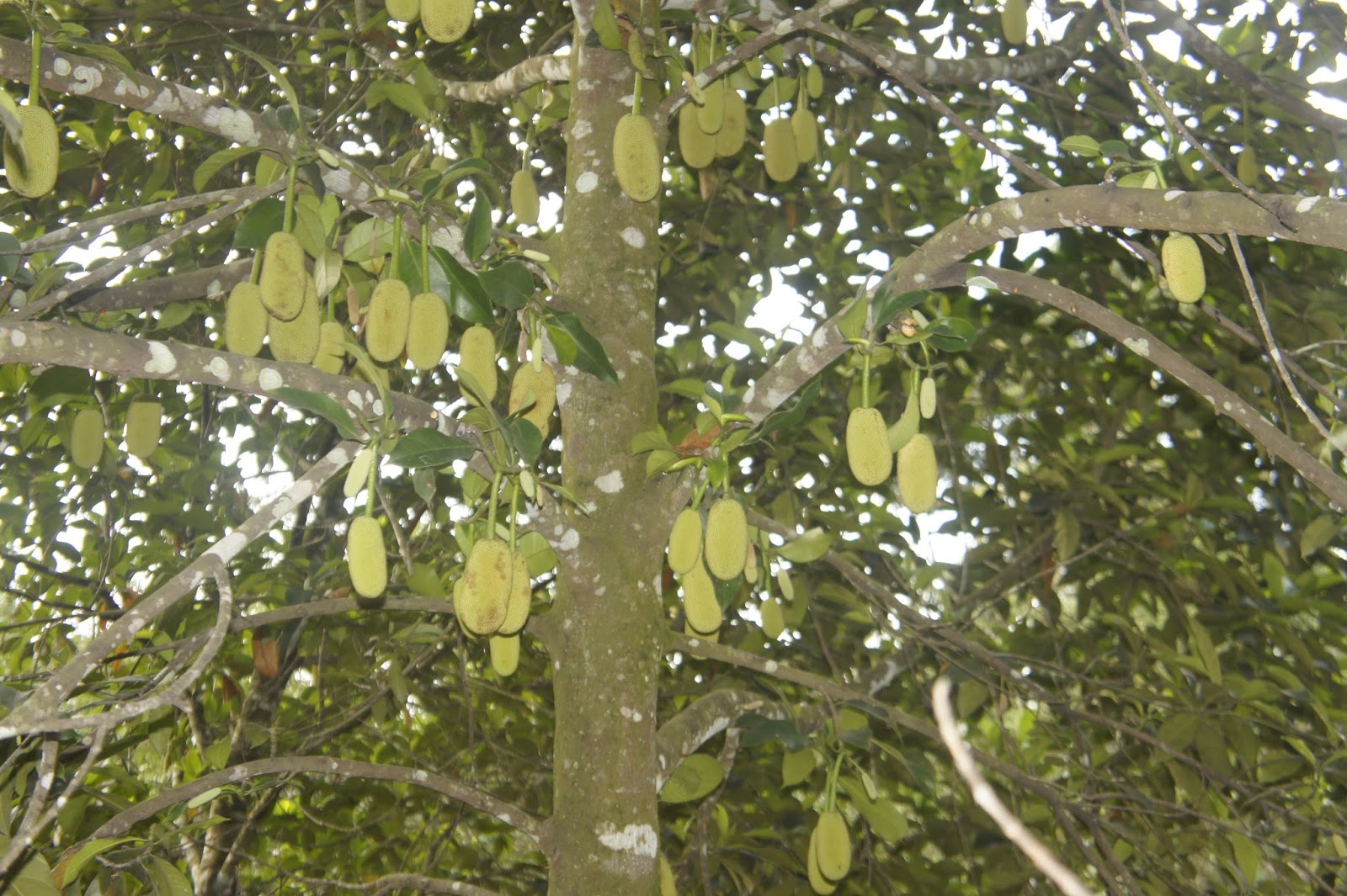 Warisan Petani: Tanaman Cempedak.