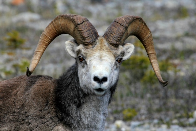 Tom Hince - Adventures with Birds & other stuff: YUKON - ROADSIDE CRITTERS