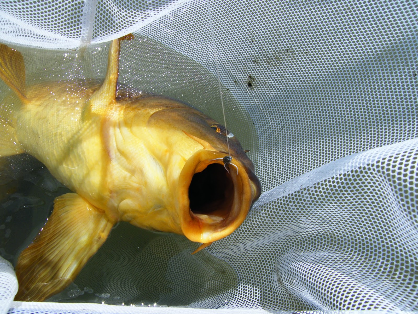 Got Backing? (Formerly Known as Mr. P.'s Blog): Carp Parts--Mouths and Lips