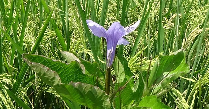 Minnieroot (Ruellia tuberosa)