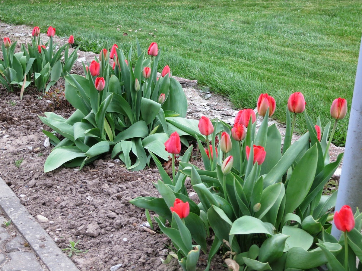 ajakaja: Hüvasti, kevad!