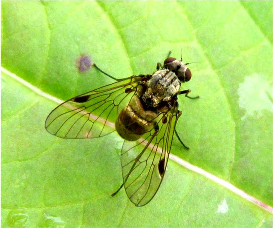 Insects of Scotland: Snipe Flies