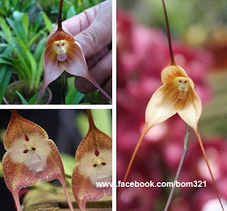 Lihat Bunga Berwajah Monyet!