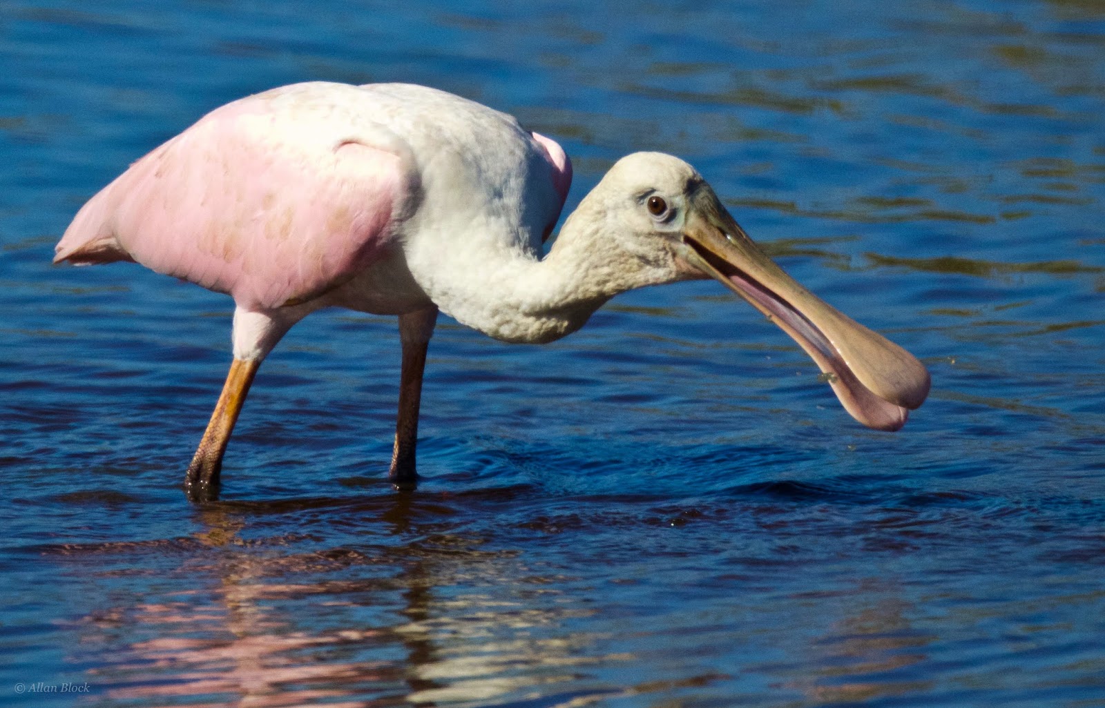 Feather Tailed Stories: Roseate Spoonbill, Huntington Beach State Park, SC