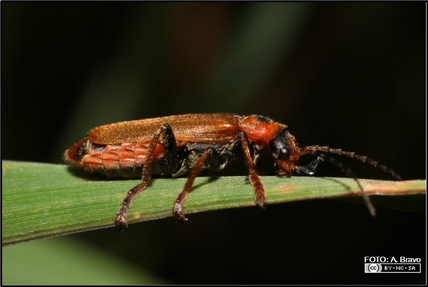 FAUNA AUXILIAR: FAMILIA CANTHARIDAE