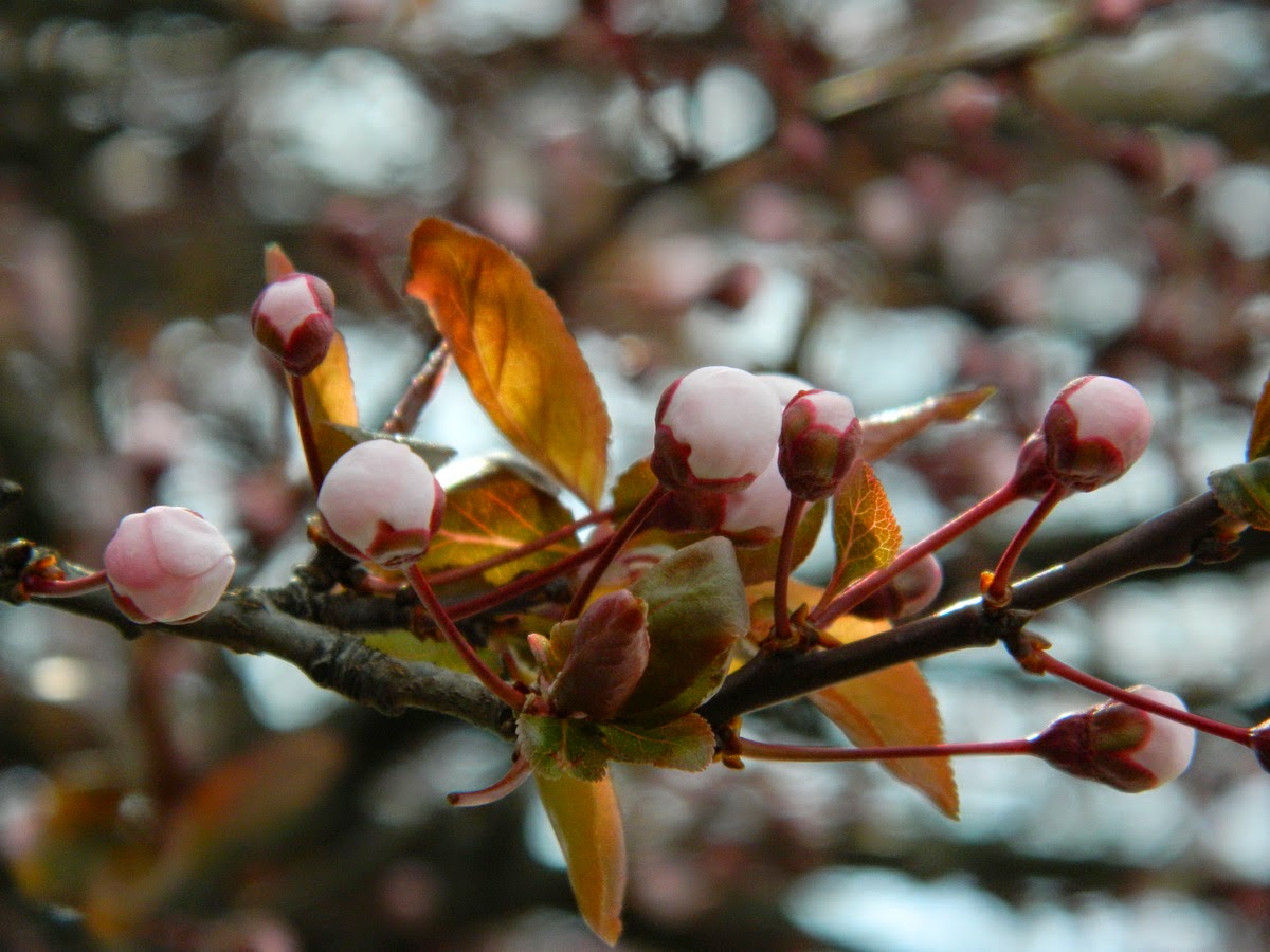 LA MULTI ANI, ROMANIA!: Se dezvolta mugurii florali ai pomilor