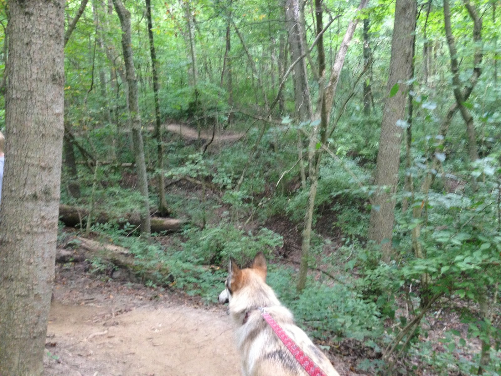 My Rotten Dogs: Hiking at Fort Benjamin Harrison-Indy Dog Friendly