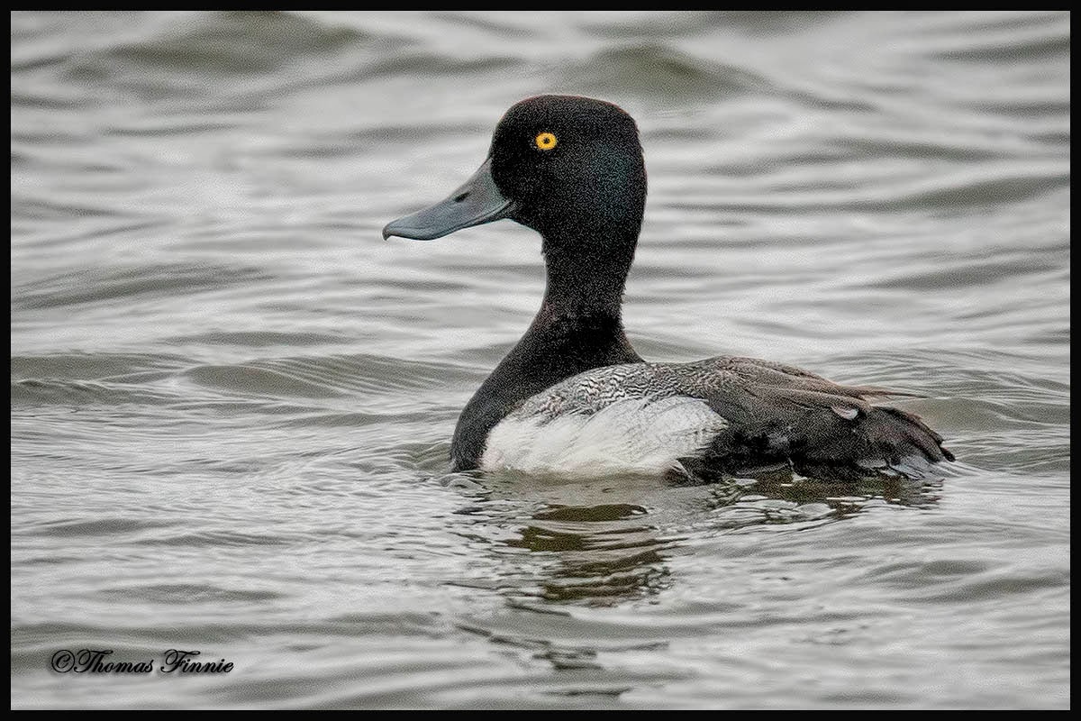 Thomas Finnie Photography: GREATER SCAUP?