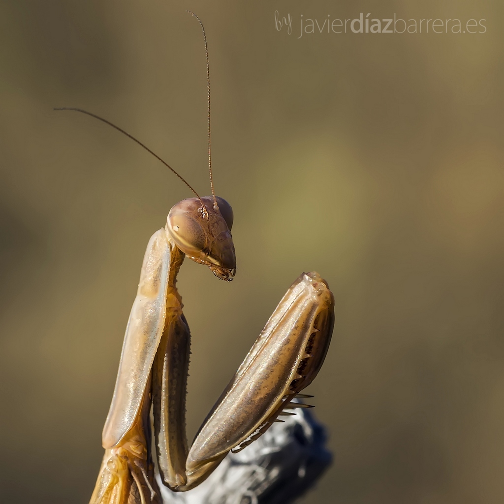 Bichos y plantas de León: Mantis religiosa