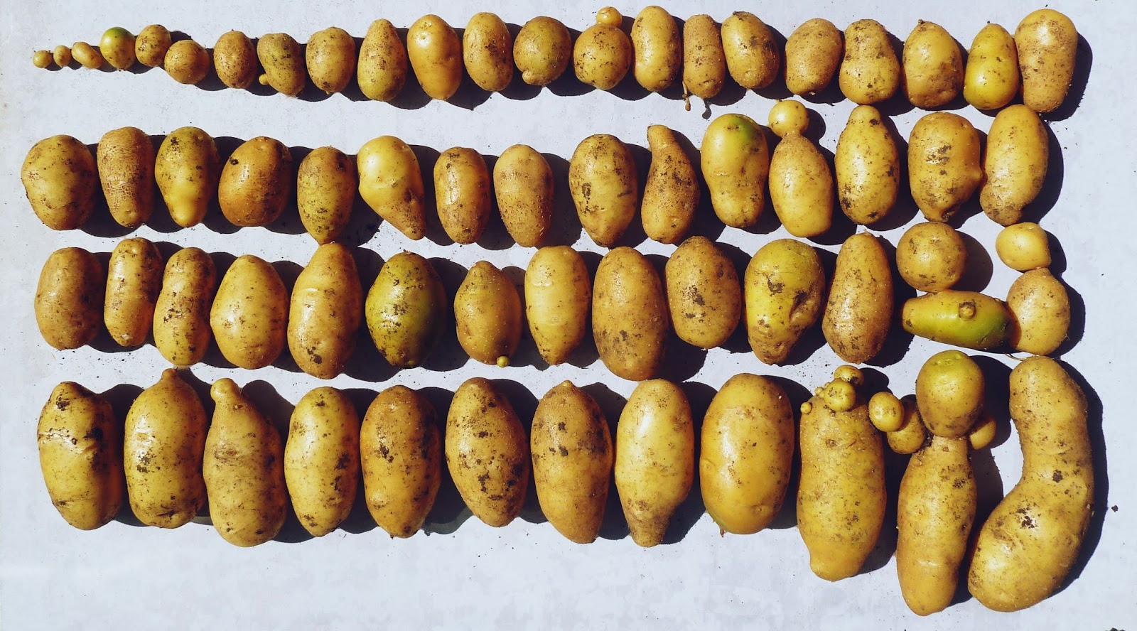 Diana's Green Table | Edible Garden | Organic Gardening Canberra: Snow ...