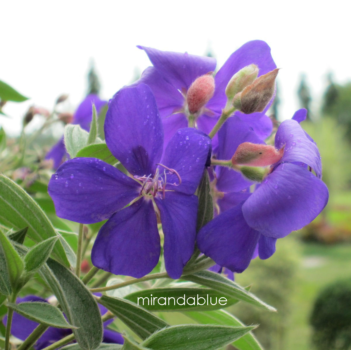 Live in the Moment: Athens Blue Princess Flower