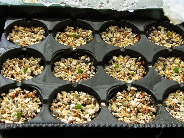 HOW TO GROW PEYOTE FROM SEEDS |The Garden of Eaden
