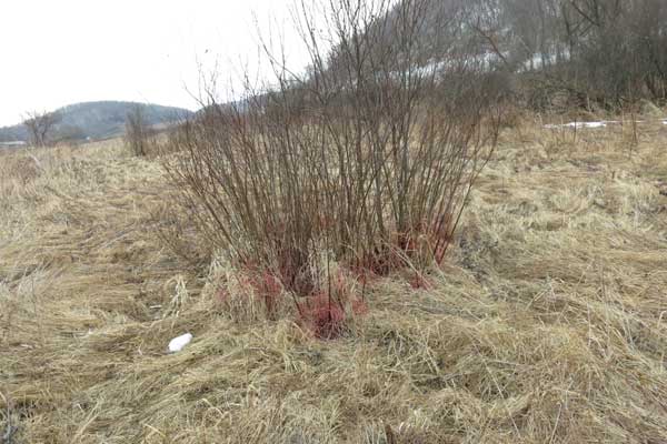 Tom's Blog: Dealing with invasive willows in a wetland