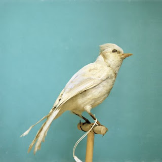 the irrelevant monkey: White (Natural) History Month