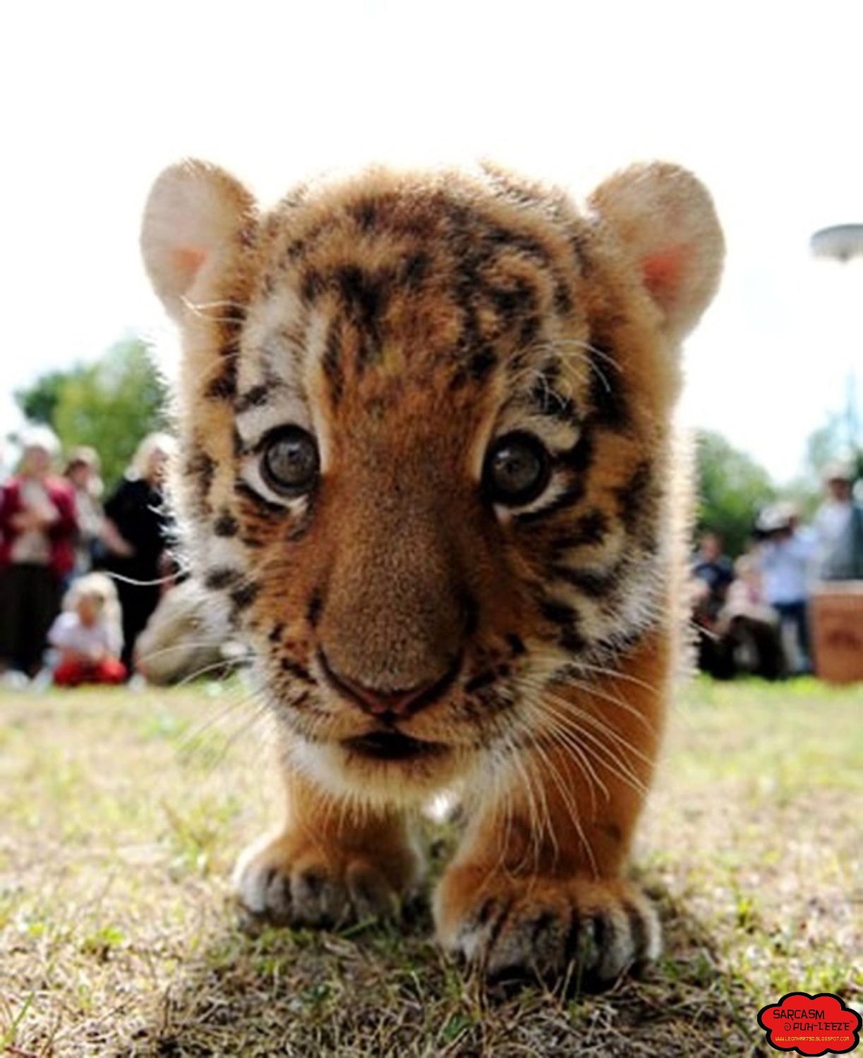 mascotas: los animales mas tiernos del mundo mascotas: los animales mas tiernos del mundo