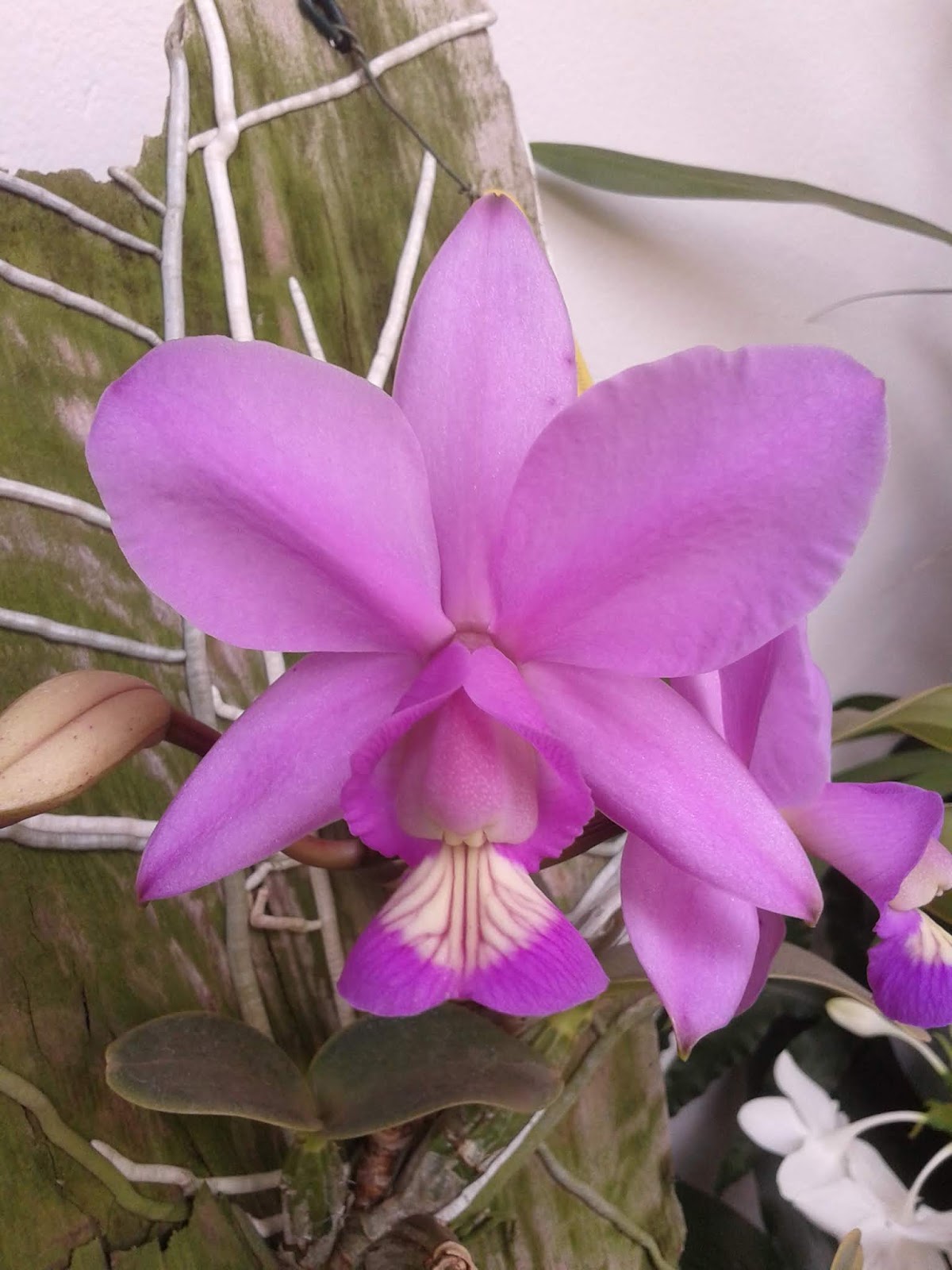 Orquidário OrquivivA: Festival de Nobilior