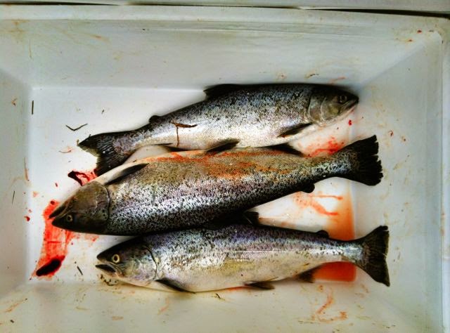 Moturoa's Blog: 2014