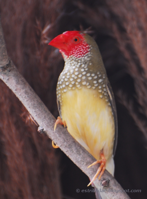 Estrildidae: Asmeninė patirtis. Rausvauodegė rubininė astrilda ...