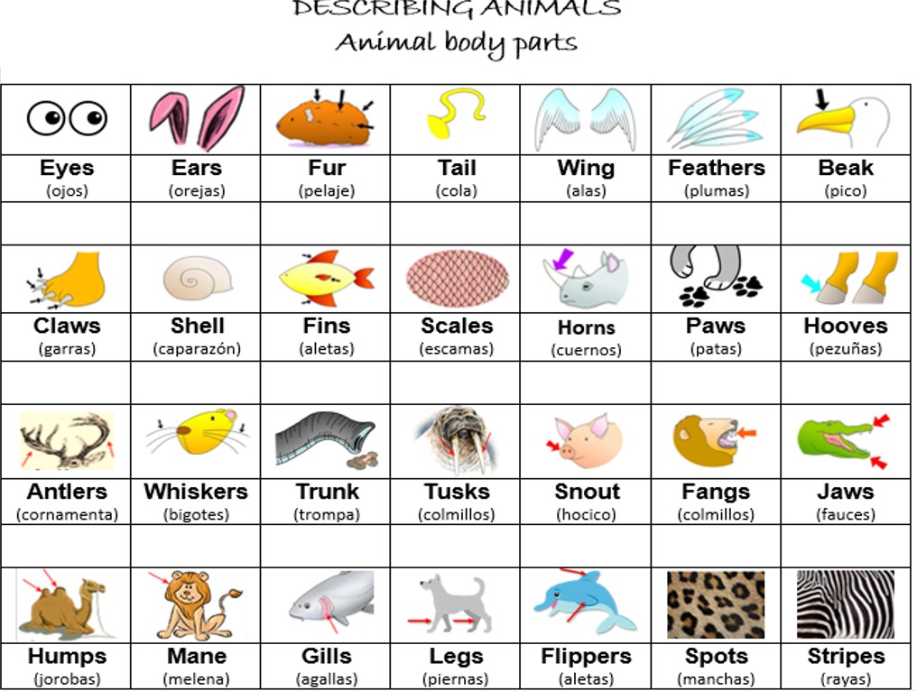 Español e Ingles Colebenezer Teacher Camilo Noriega: 2018