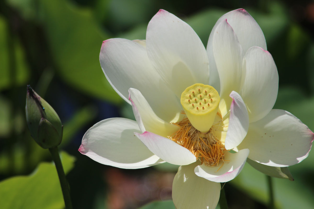 Hello from Studio mugen in California: Lotus Flowers at Echo Park ...