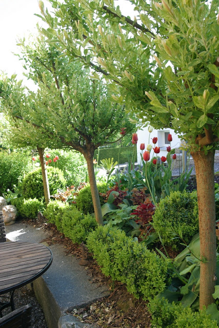 Harlekinweide 'Hakuro Nishiki'