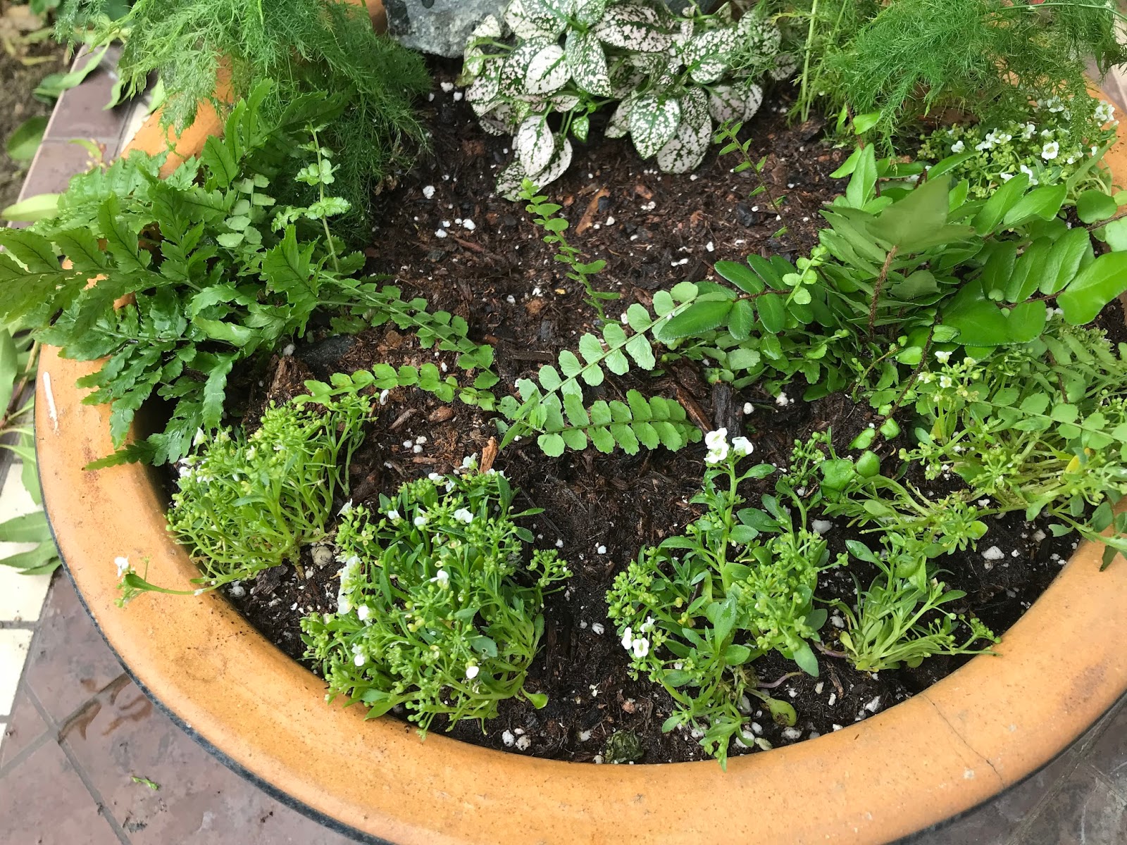 Grandma's Enchanted Fairy Garden: Fairy Garden Class - Fern Fit For Fairies