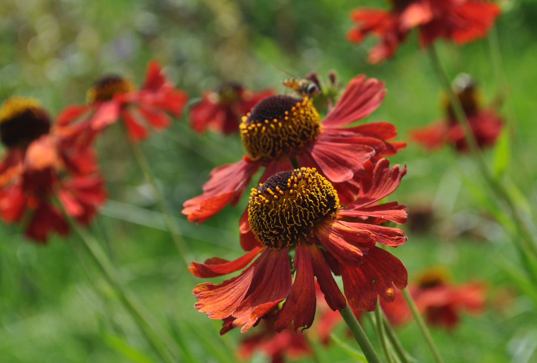 Ingas tankställe: Sommarvärme och Bolmenbad