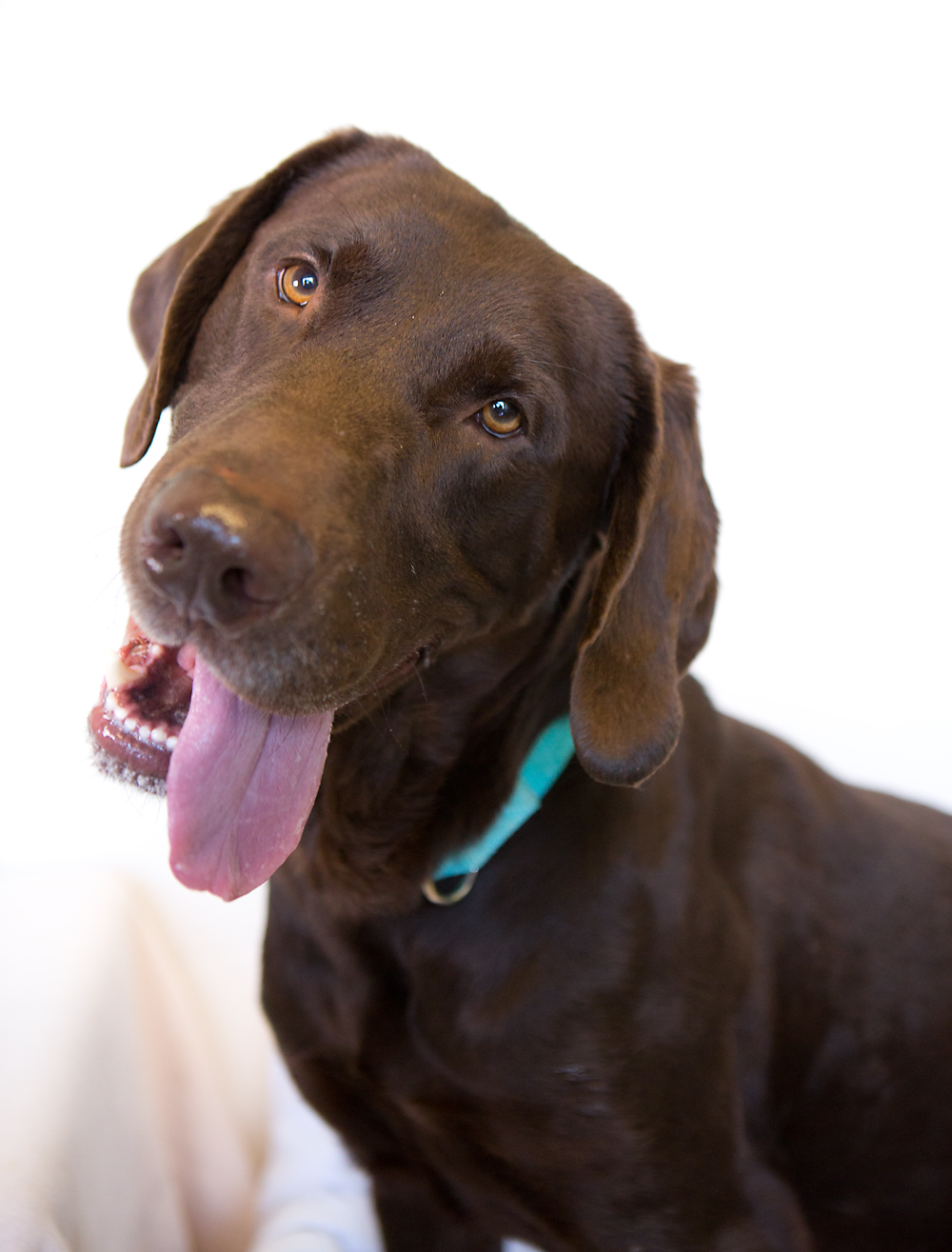 Shelter Dogs of Portland: "GUNTHER" BIG handsome goofy chocolate Lab