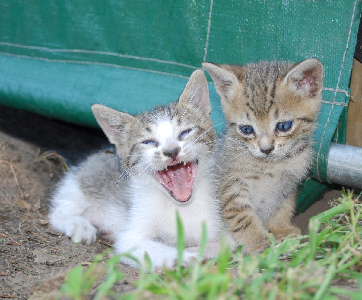 The Last Embassy: Barking Cats, Milton Friedman’s classic 1973 short essay