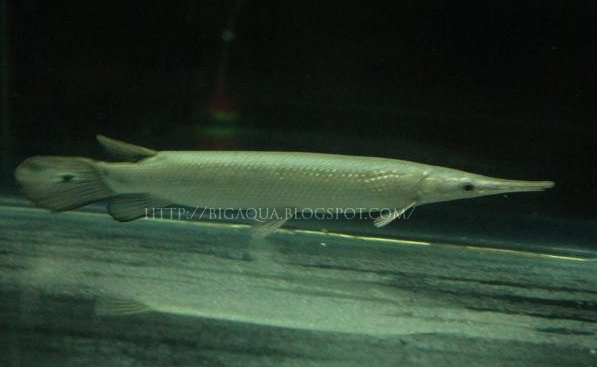 8" Platinum Florida Gar ~ Big Aqua