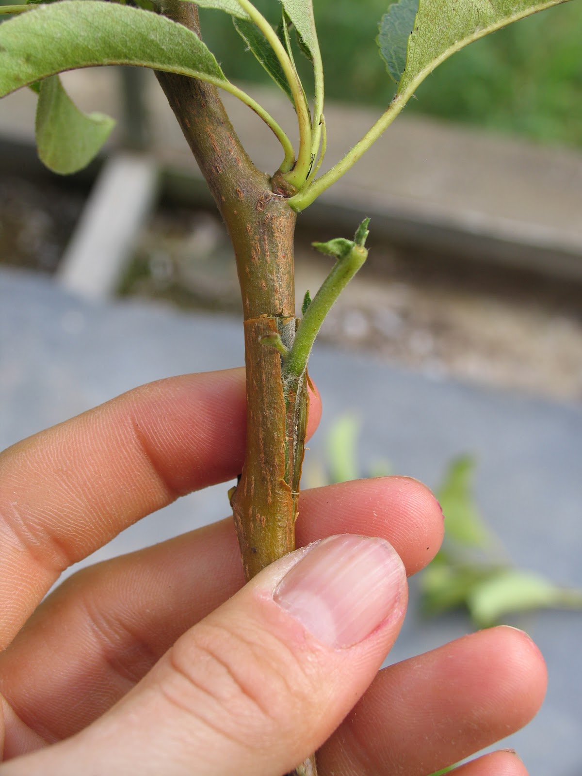 Shield Budding Fruit Trees (epic post) - The Impulsive Gardener