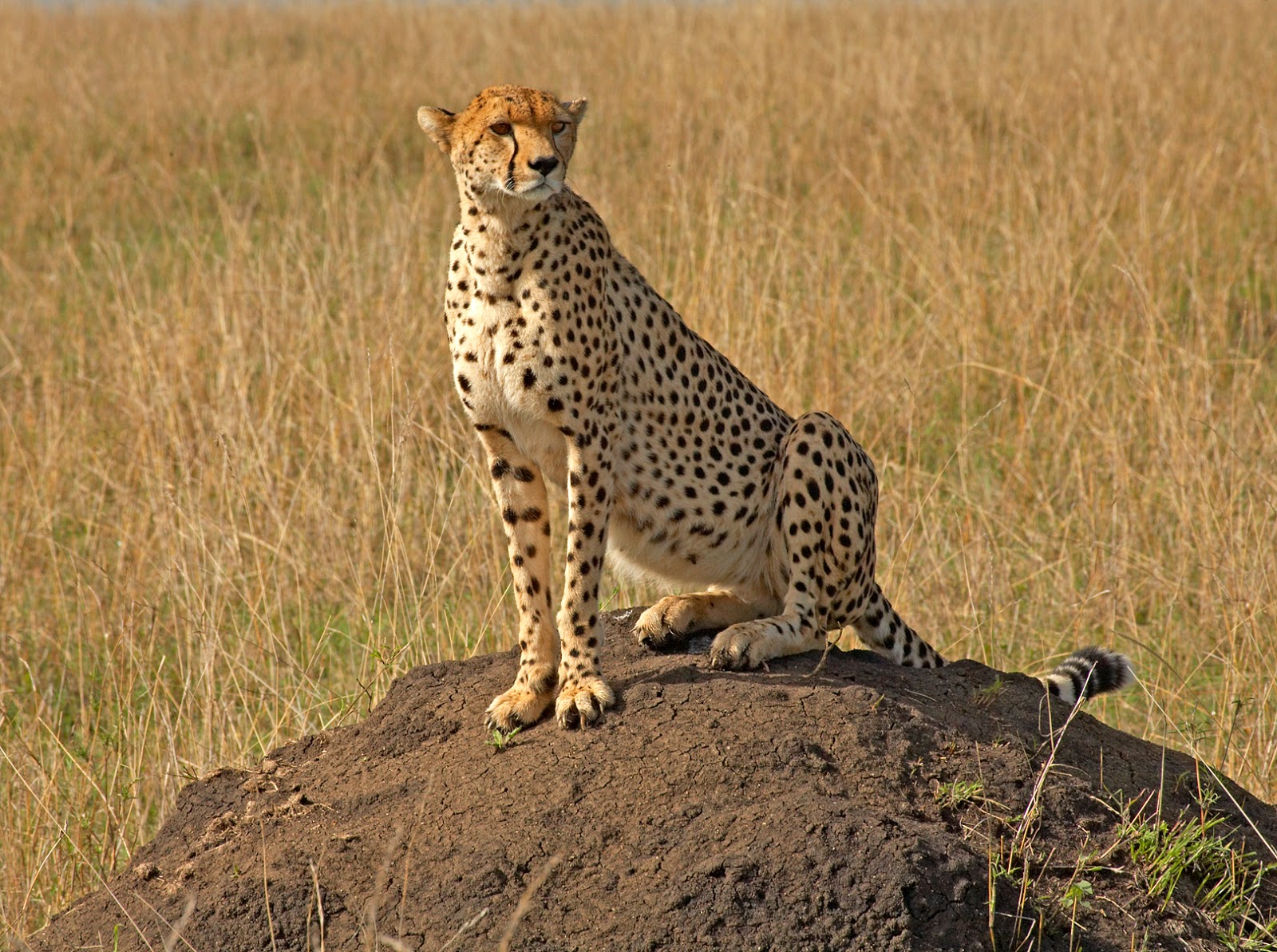 Pertinent perches are paramount