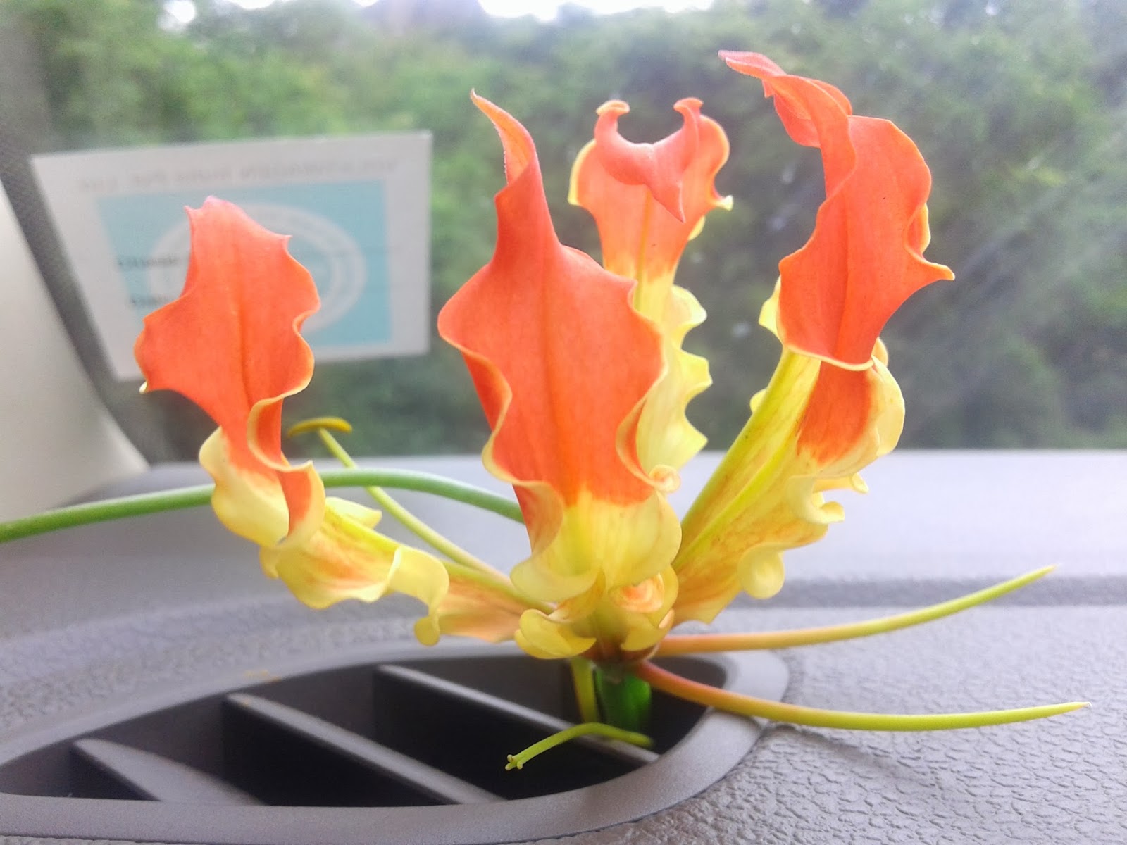 Photokalem - புகைப்படகளம்: Kandhal Malar - Kandhal Flower