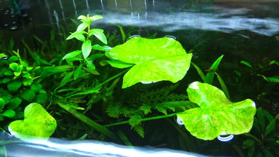 A NIGHT BY THE AQUARIUM: Banana Aqua Plants (Nymphoides Aquatica)