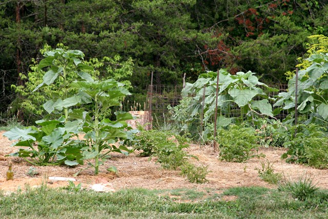 Blue Skies Dragonflies: Project Locavore...