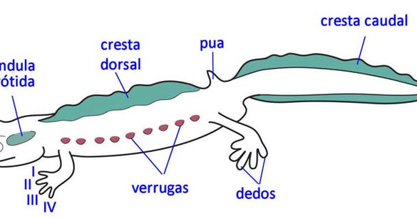 Info animales: ANFIBIOS URODELOS