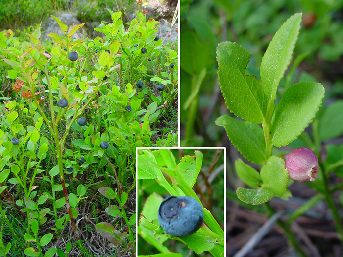 Escorniflaire: Que no ens donin aranyons per nabius!