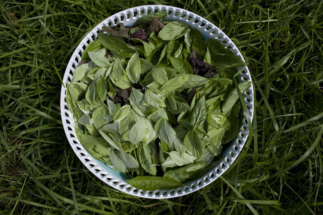 Basil: The Ultimate Guide