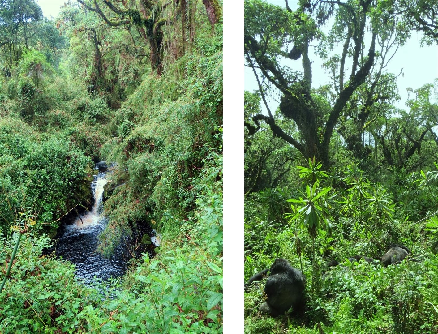 Bill's Excellent Adventures: Rwanda