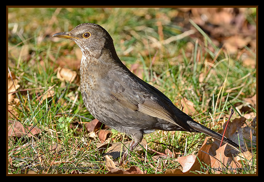 WILDLIFE GATEWAY: Merles noirs et merlettes