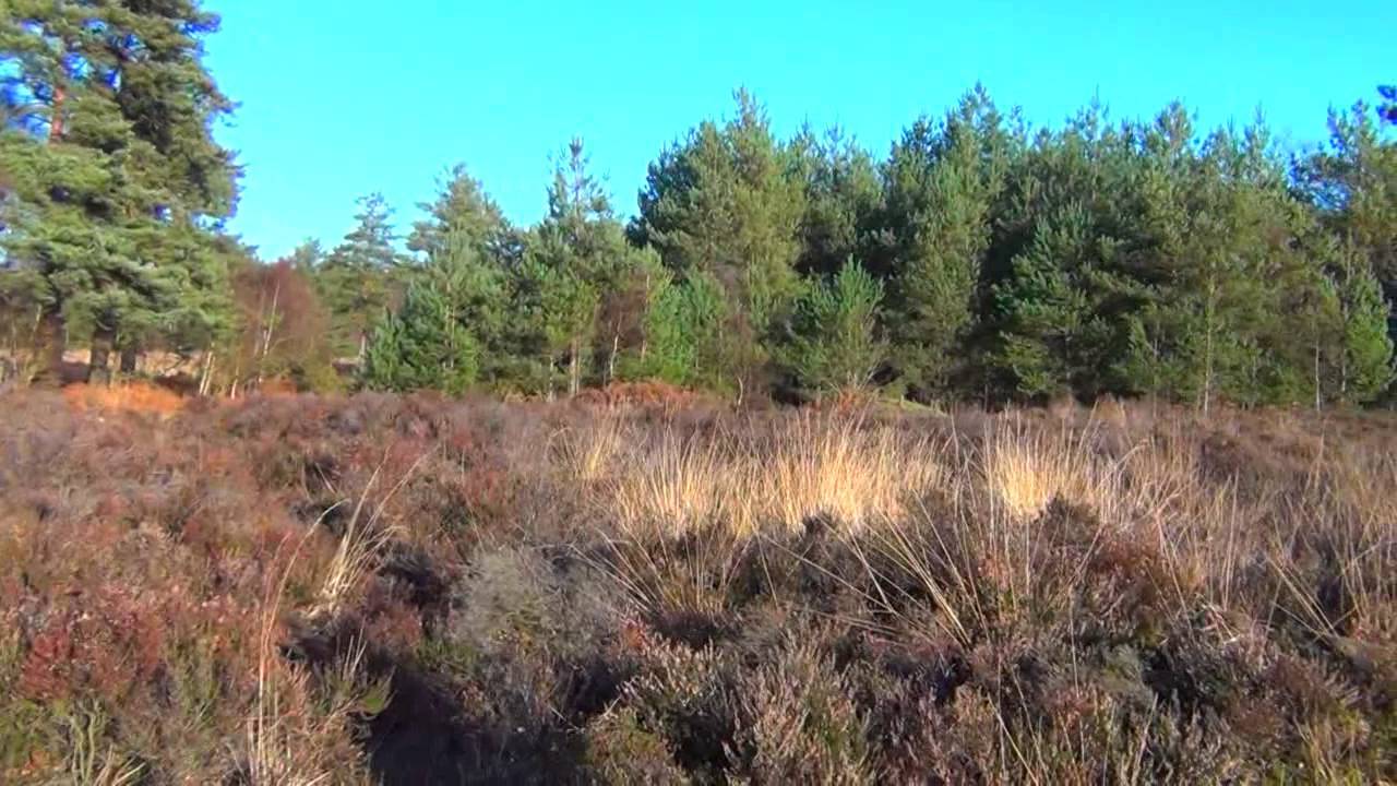 Bordon and Longmoor Military Camps