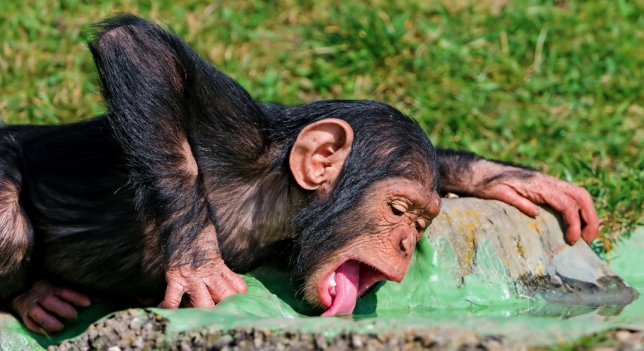 Los Chimpancés: El Chimpancé