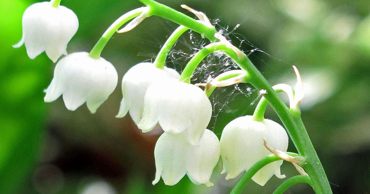 De Ontdekking van het Licht: Meiklokjes