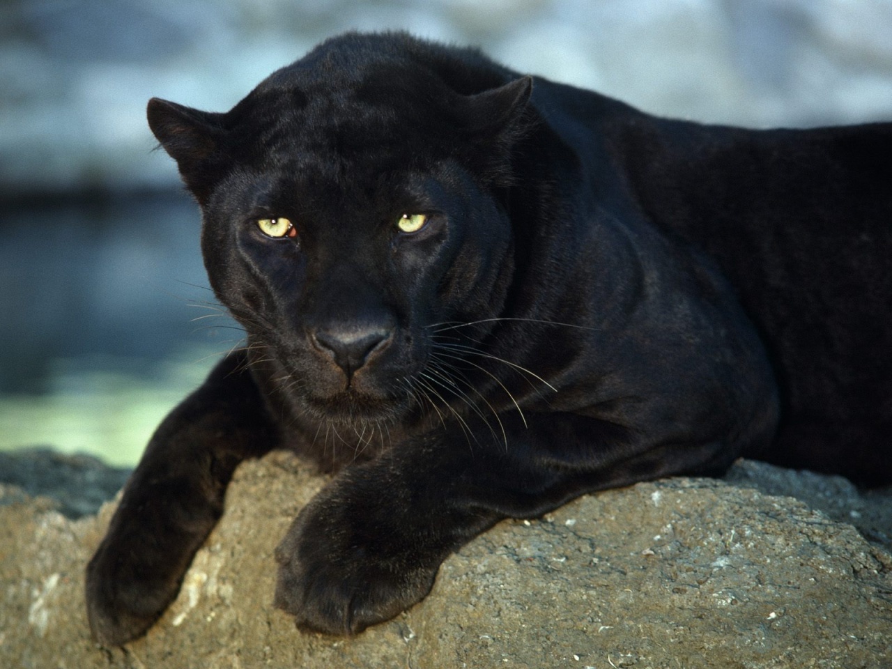 World Images Gallery: Black Panther