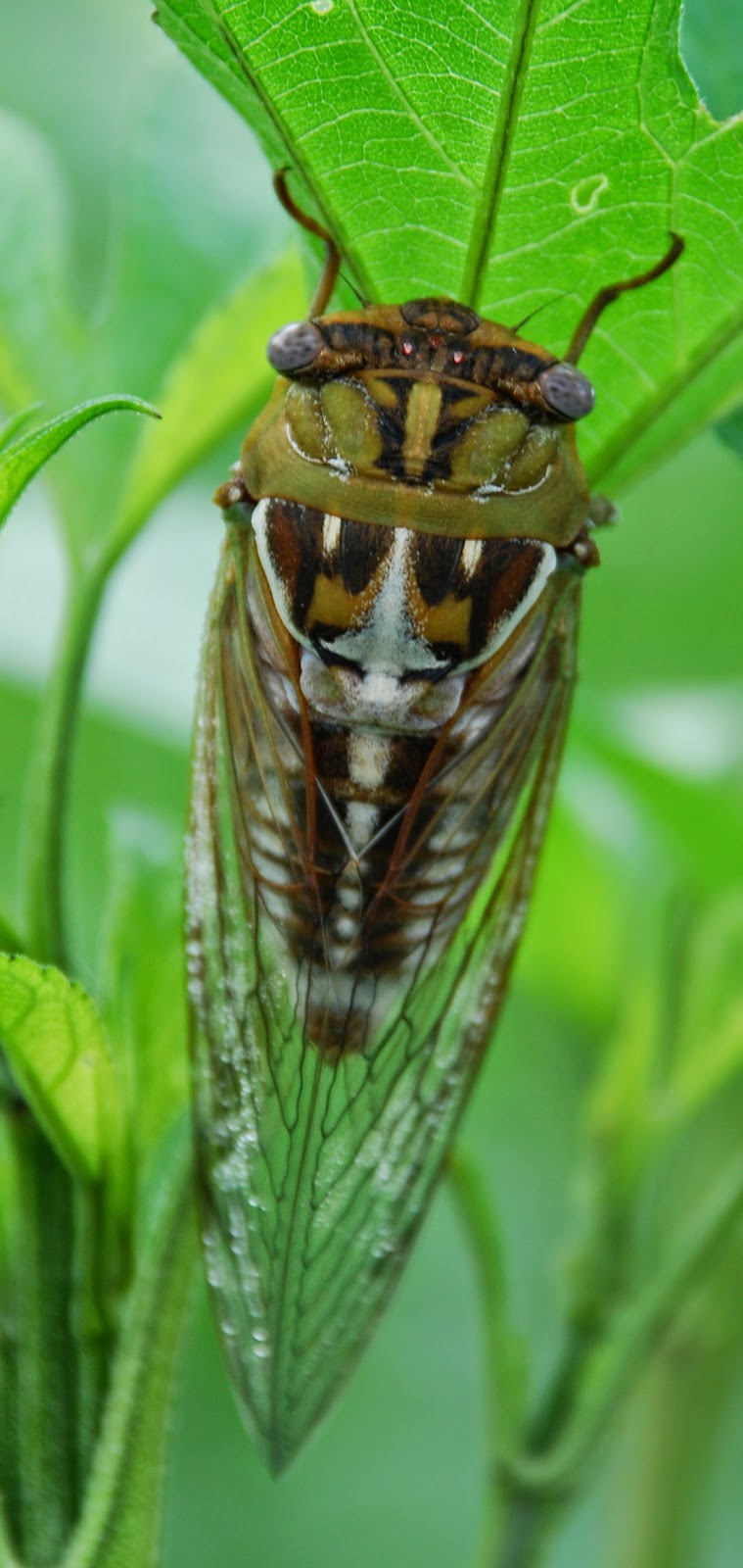Gaia Garden: Insect Music: Cicada Songs