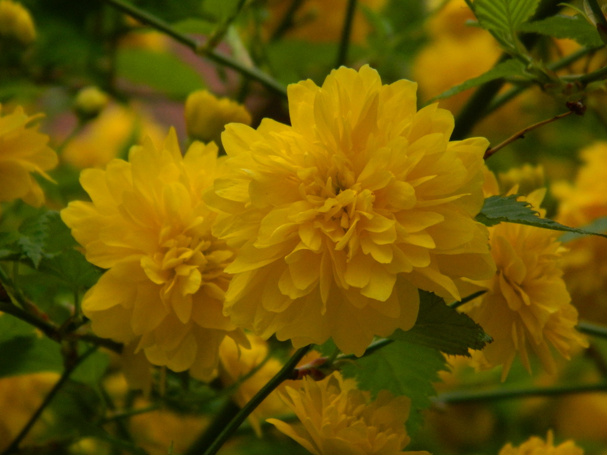 LA MULTI ANI, ROMANIA!: Tufa cu multe flori galbene