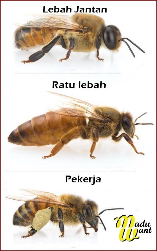 Maduwant™ Owned by MW EHSAN ENTERPRISE (JR0056619-K