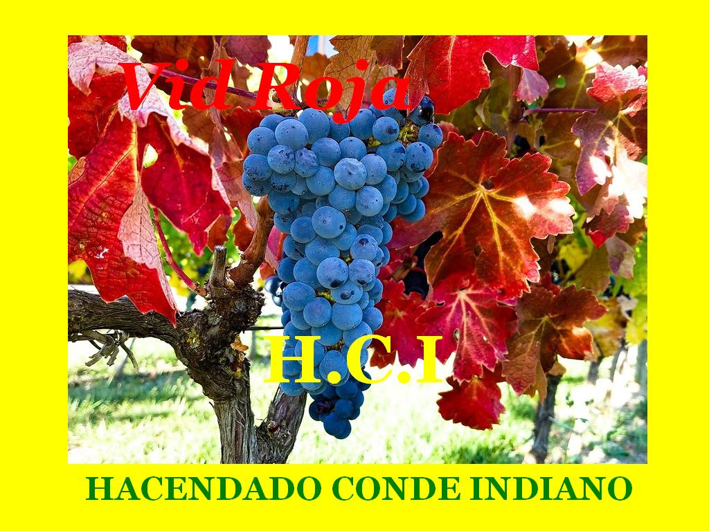 La Botica de mi Abuelo: Fragilidad Capilar…la Vid Roja