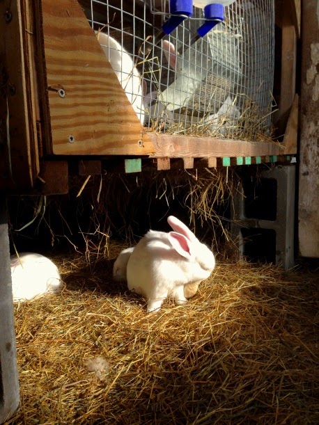 2013 | Gypsy Farmgirl