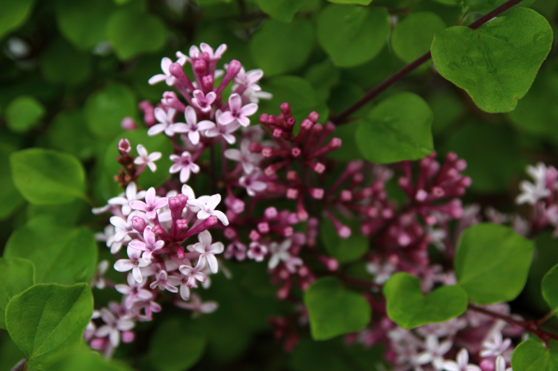 Lilacs in Miniature